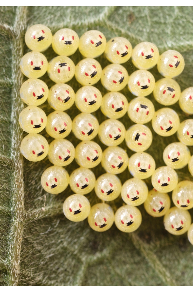 Truly Egg Cellent 정말 놀‘알’만하네