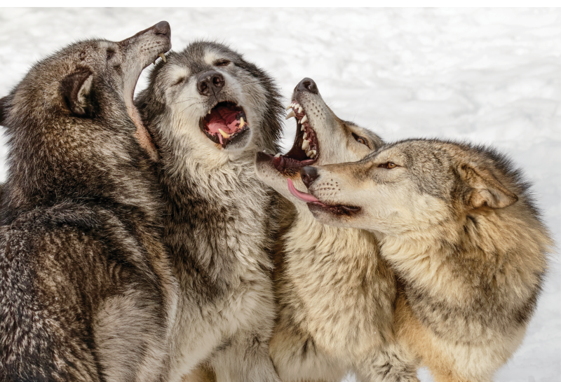 Wolves of many faces