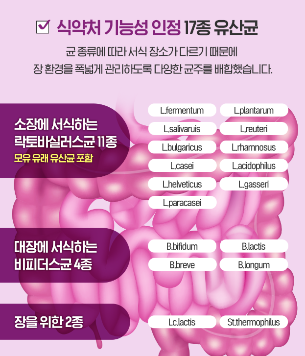 유산균이라 하는 락토바실러스 비피도박테리움