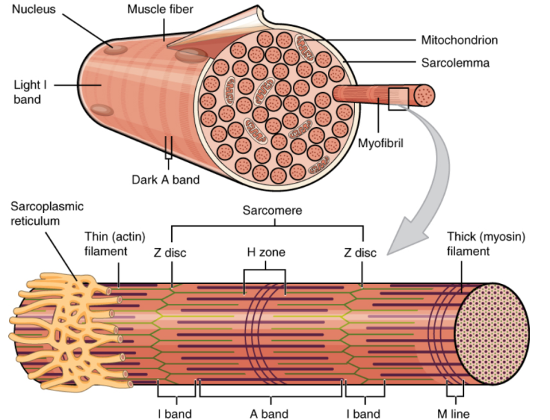 독자의 질문 20. 근육량 증가과정, 성장 촉진법을 설명해 주세요.