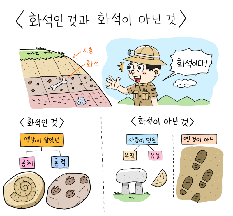 교과서 그리기화석인 것과 화석이 아닌 것초등 4학년 1학기 지층과 화석