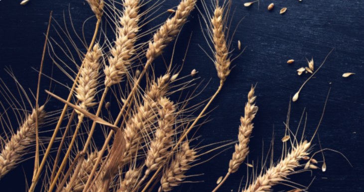4월 UN FAO GLOBAL GRAIN MARKET REPORT