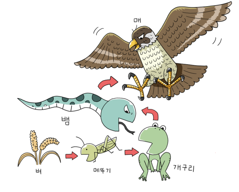 댓글 과학 교과서 그리기먹이 사슬요상한 노트 5학년 2학기 과학 ‘생물과 환경01