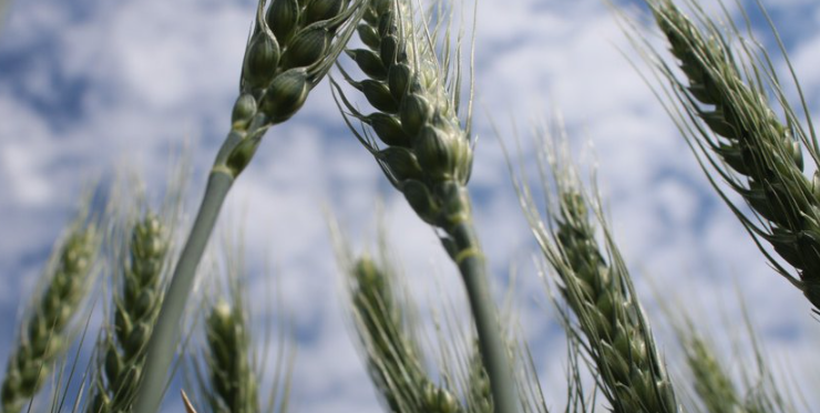 5월 UN FAO GLOBAL GRAIN MARKET REPORT