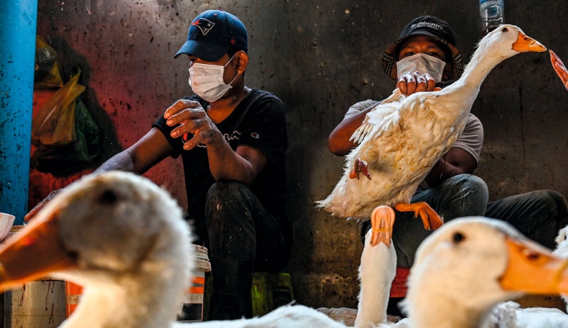 Bird Flu: What is the H5N1 virus and how worried should we be?
