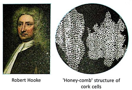 세포 발견과 세포설(Discovery of Cells and Cell theory)