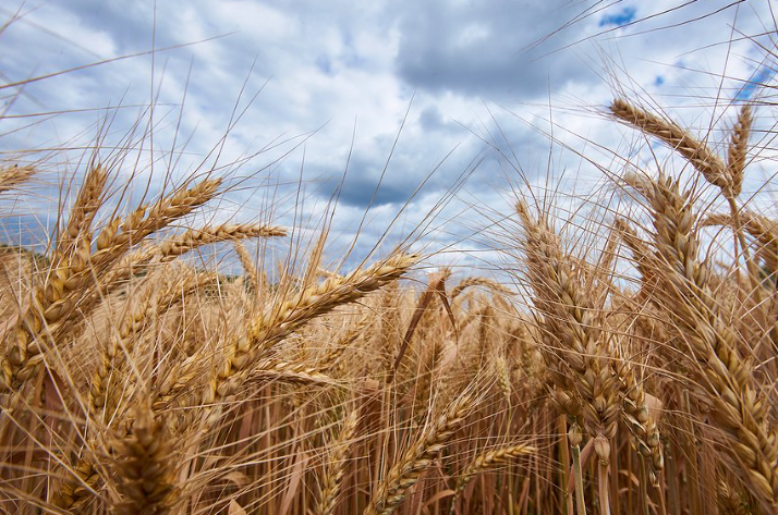 7월 UN FAO GLOBAL GRAIN MARKET REPORT