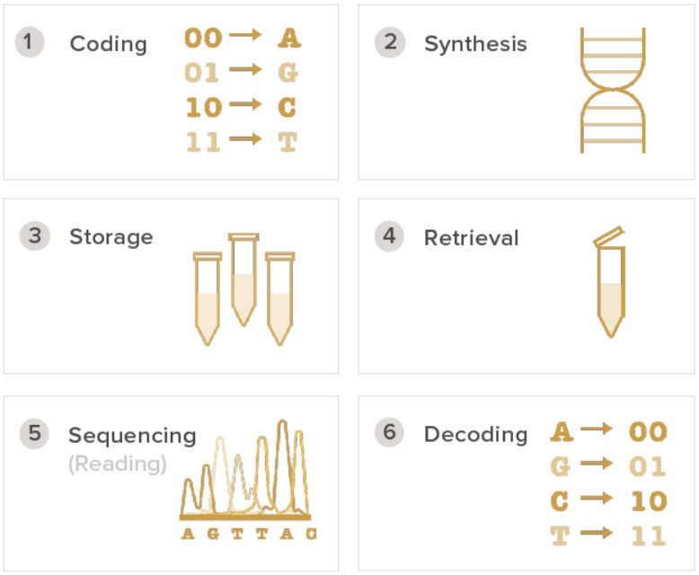 동영상 같은 디지털 데이터를 DNA에 저장할 수 있다고? – DNA 데이터 스토리지 (feat. 트위스트 바이오사이언스)