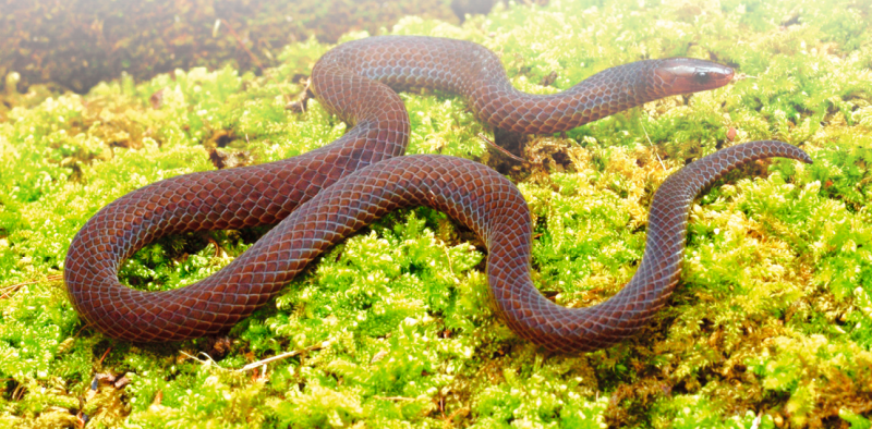 Think snakes are scary? What if they can somersault?