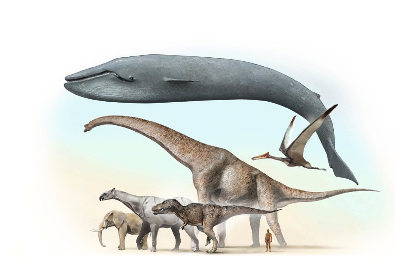 Breakthrough study reveals how super-massive dinosaurs got so big.