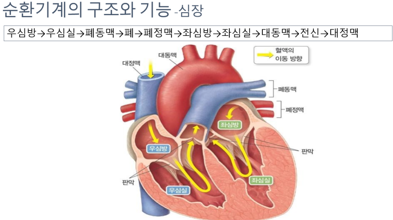 [간호조무사][해부생리] 심장의 구조와 기능