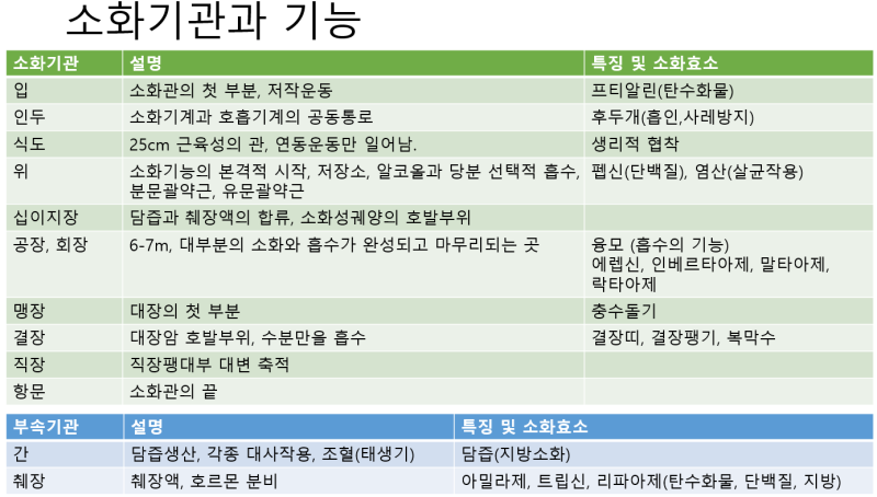 간호조무사 해부생리 소화기계 구조와 기능 총정리