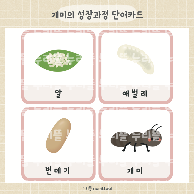 언어 개미의 성장과정 단어카드