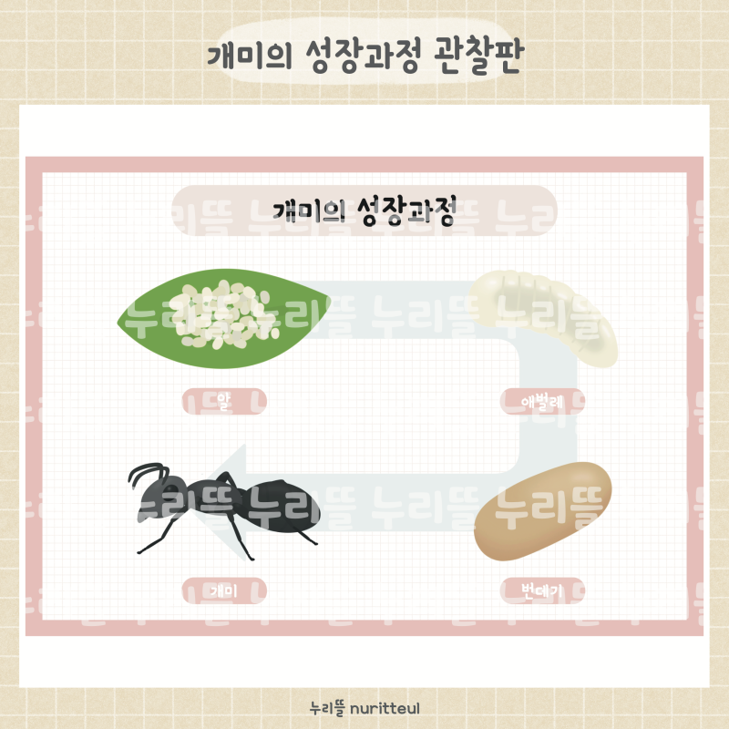 과학 개미의 성장과정 관찰판