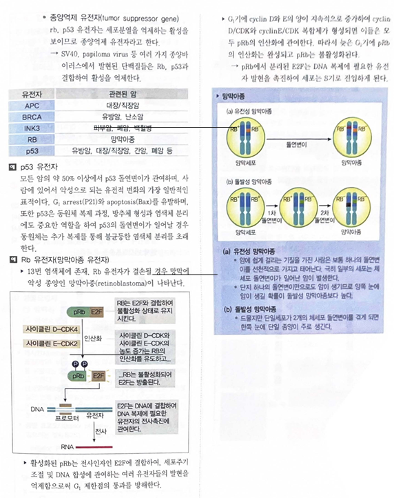 을 통한 세포주기 조절시스템에 대한 탐구 과 관련하여 생명과학1세특의치한약수간호학과생명공학과교육자료