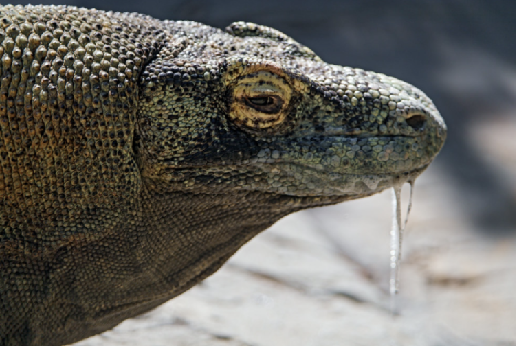 미안하다. 코모도 드래곤 너를 오해했다. [재발행]