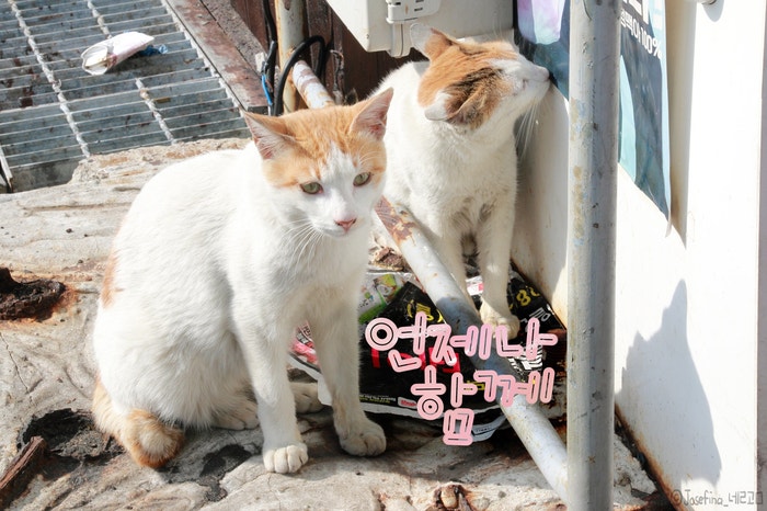 오늘의 아이패드 캘리그라피 - 193