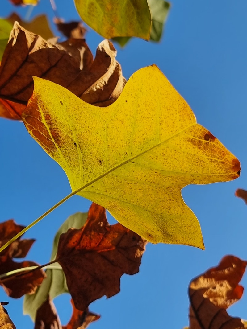[126] 가을단풍, 20241108 서울서초, 플라타너스 노랑잎사귀