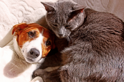 (2502231)[생명과학1 항상성 탐구주제/ 의대, 수의대] 사람과 개, 고양이를 통해 본 **뇨에 대한 탐구 (학술자료 포함)