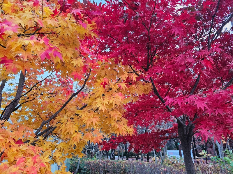 [IFRS Issue Paper 1247]비파생계약(non-derivative contract)의 자본 vs. 부채 분류